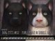 Sims 4 Pet Mods - Cats and Dogs Pet Mod and CC